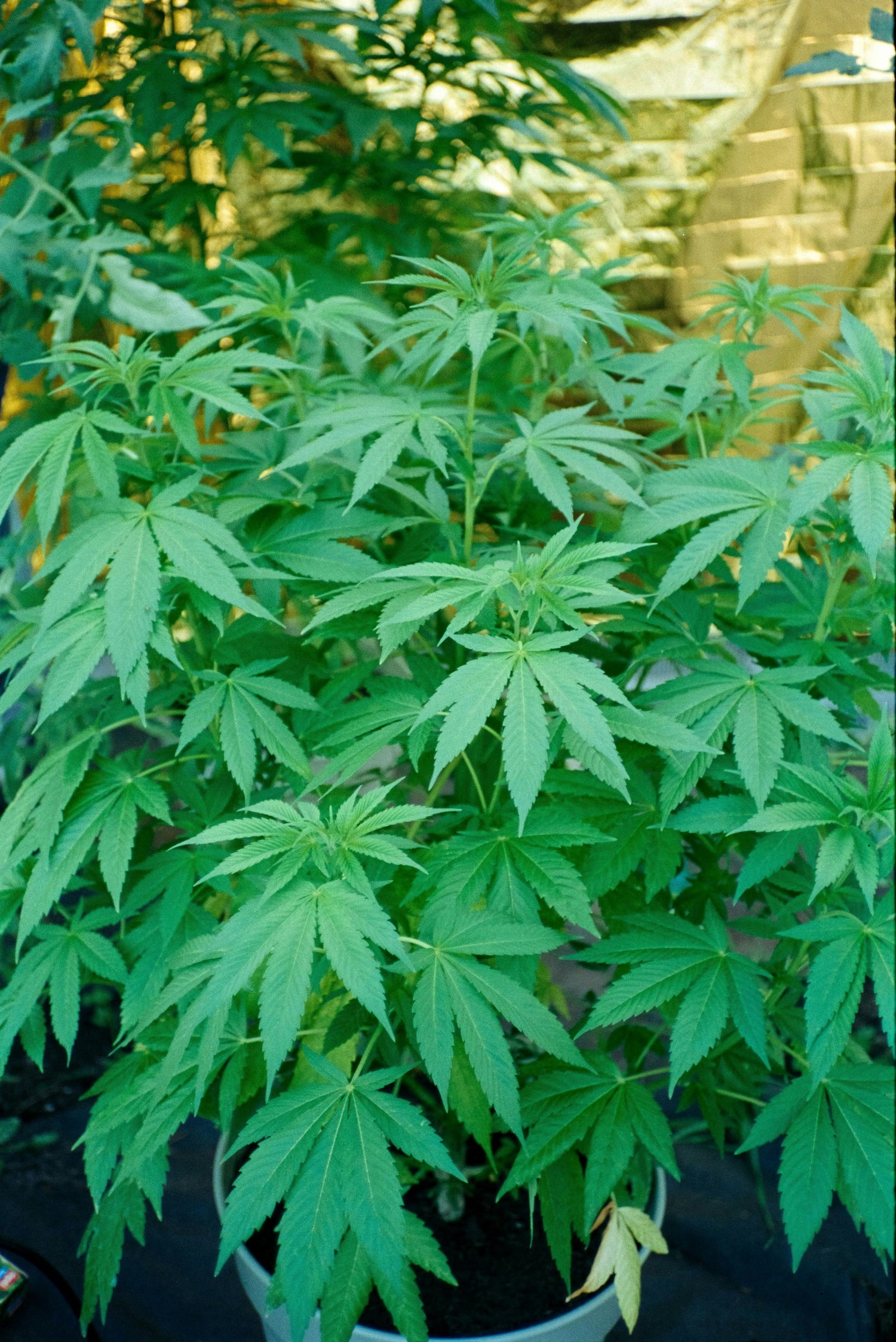 Cannabis Indica: Jean-Baptiste Lamarck’s 1785 Discovery That Changed C